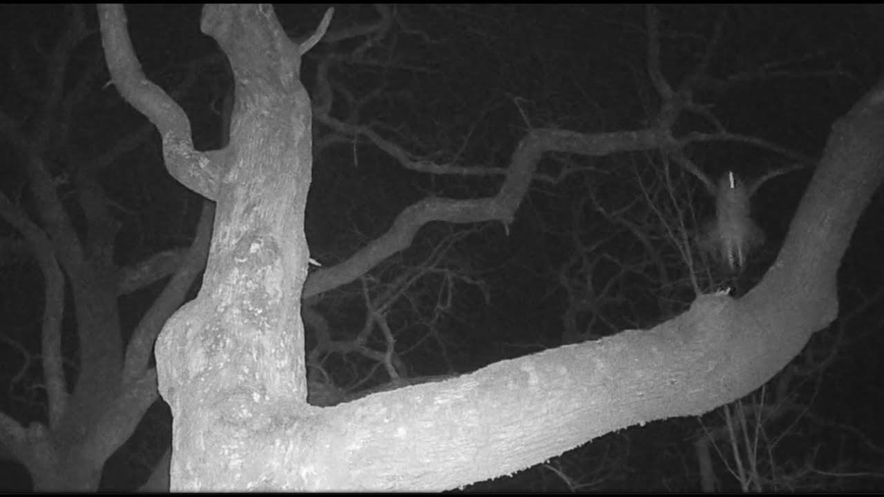 2022 02 23 Daily Visit with hoots - YouTube