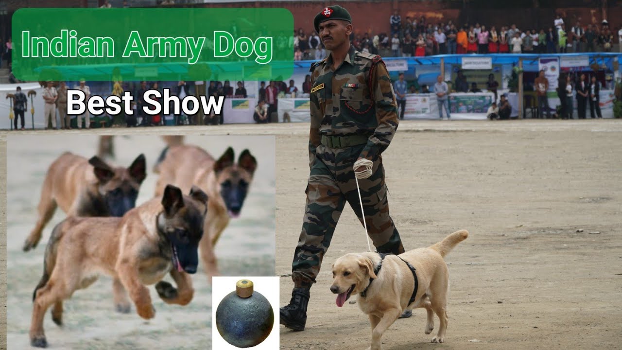 Indian Army Dog Show. 78th Independent Day Celebration at Tuensang Hq ...