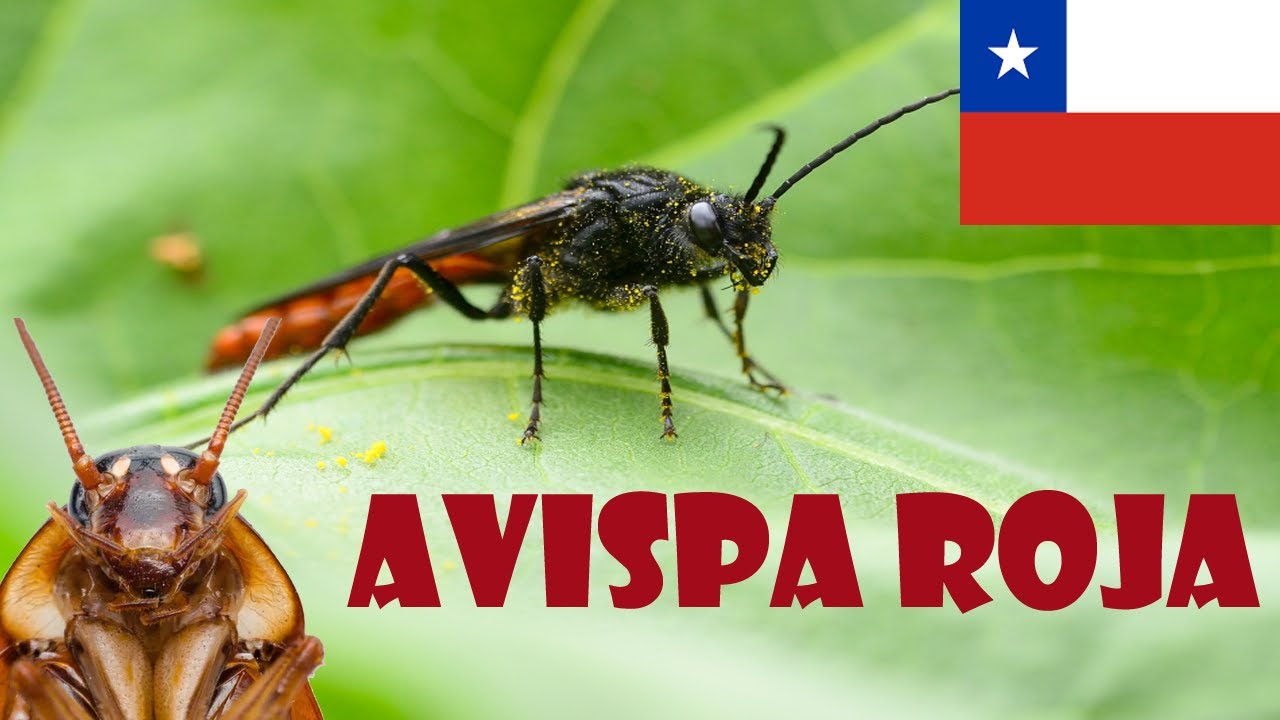 TOP 5 AVISPAS CHILE - YouTube
