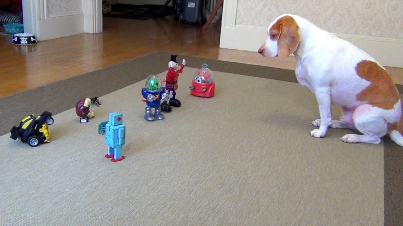 Dog vs. Robot Army: Cute Dog Maymo - YouTube