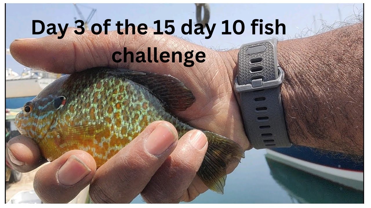 Day 3 of the 15-day 10 fish challenge - YouTube