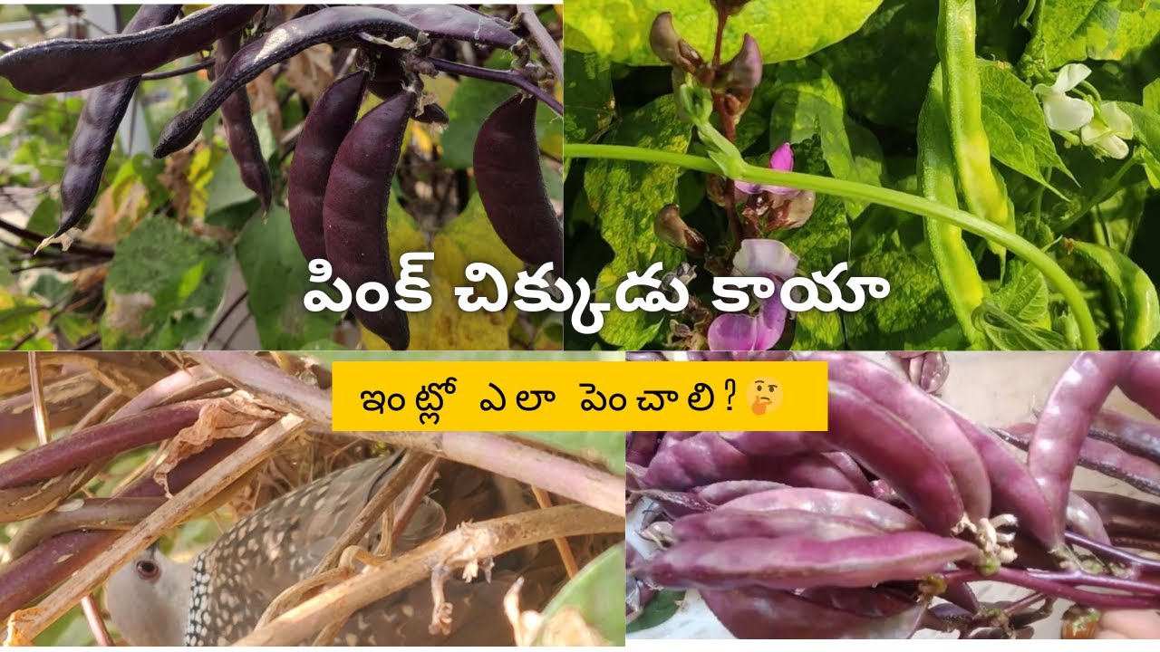 Freshly home grown pink chikkudukaya || పింక్ చిక్కుడుకాయ ఇంట్లో ఈ ...