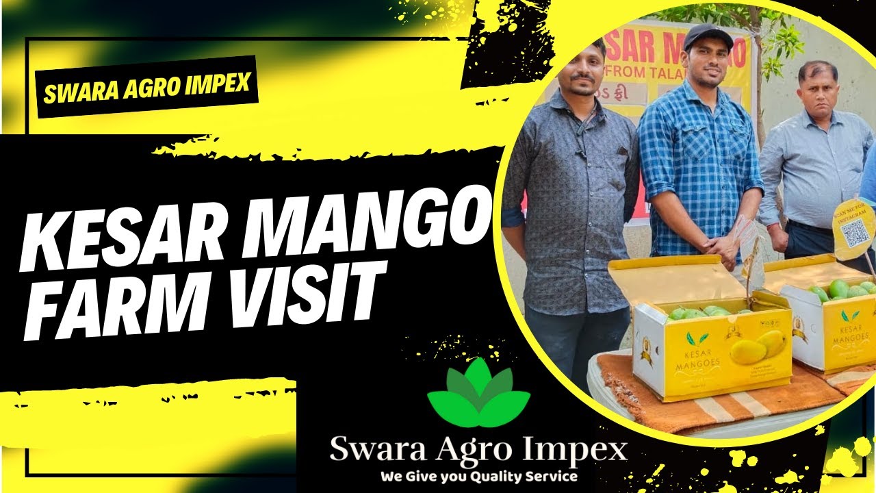 KESAR MANGO FARM VISIT ....TALALA GIR ,GIR -SOMNATH ,GUJARAT - YouTube
