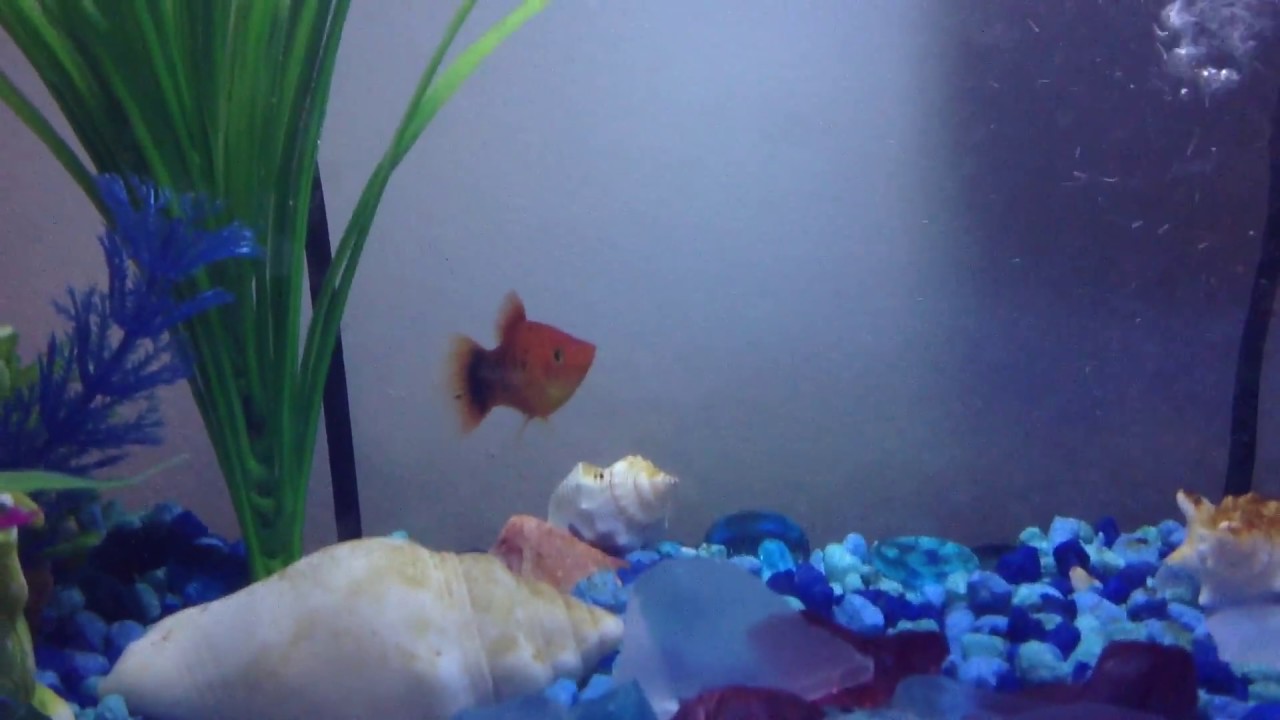 Relaxing Fish Tank Video (1 Min) - YouTube