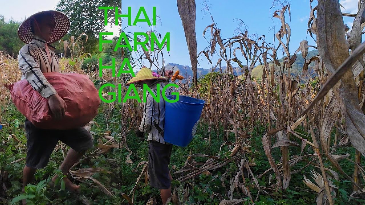 corn harvest.and do daily farm work[[Thai Farm Ha Giang]] - YouTube