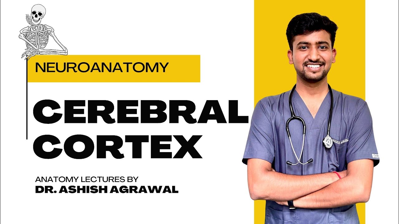 Cerebral cortex || Neuro Anatomy || First Year MBBS || Anatomy Lectures by Ashish - YouTube