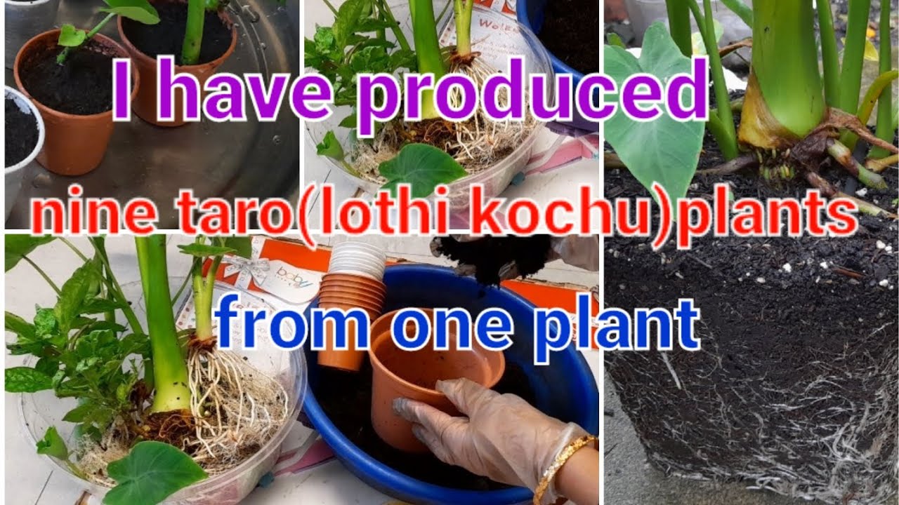 I have produced nine taro (lothi kochu)plants from one plant. - YouTube