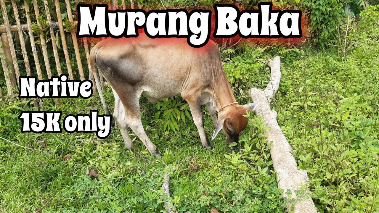 Murang Presyuhan Ng Baka Dito Leyte Youtube