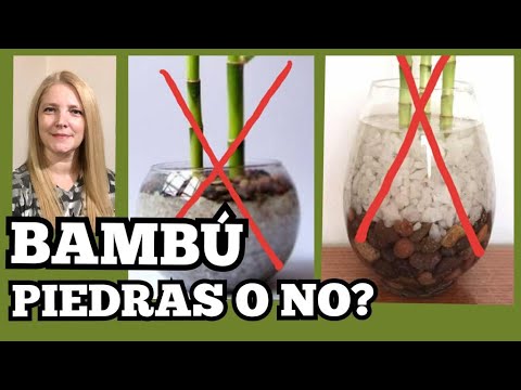 🎋BAMBÚ👉🏼va con PIEDRAS o sin PIEDRAS /lucky bamboo🎋bambu de la suerte ...