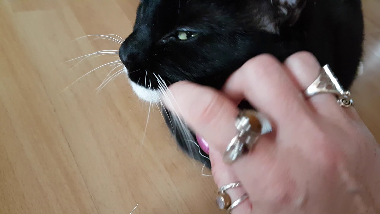 Cute Cat Roxy a bit tired - DIY repaired cat scratcher - YouTube
