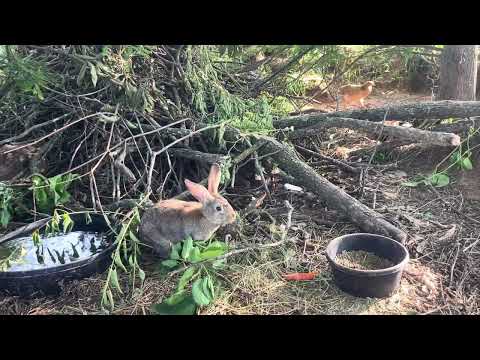 Bunny feels dirt under her feet for the first time. Caged rabbit released into the colony. #rabbit