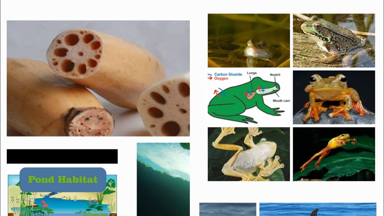 Adaptations:-Plants and Animals Aquatic Habitat - YouTube
