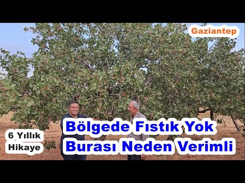 Gaziantep - Fıstık Ağacı Gübreleme - Antep Fıstığı Gübreleme Programı