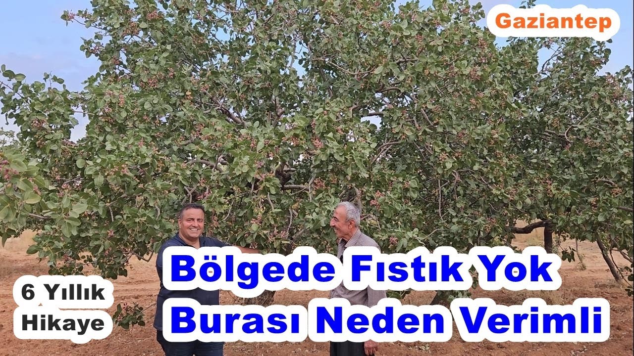 Gaziantep - Fıstık Ağacı Gübreleme - Antep Fıstığı Gübreleme Programı ...