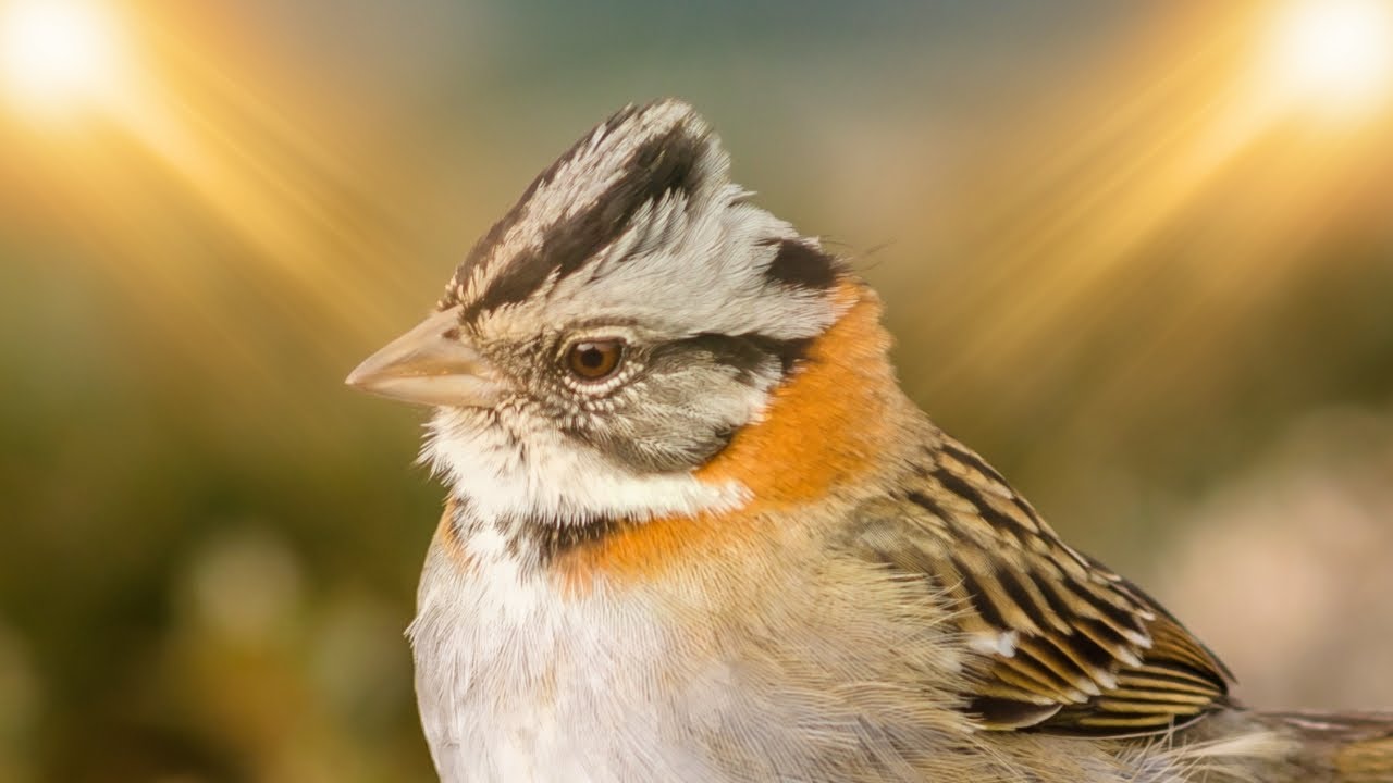 Tico tico cantando Jesus meu Deus bonito na beira da piscina !!! - YouTube