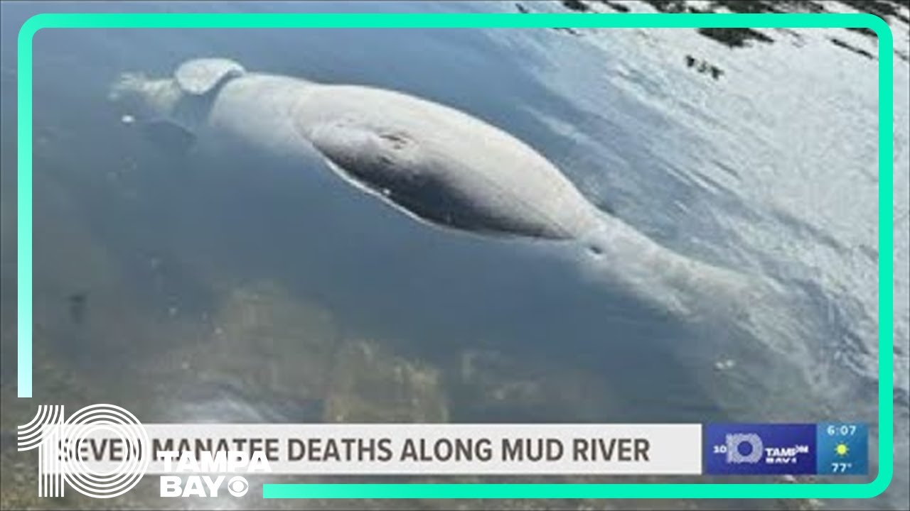 7th manatee found dead along Mud River in past four months - YouTube