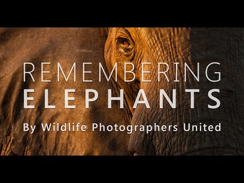 Remembering Elephants - YouTube