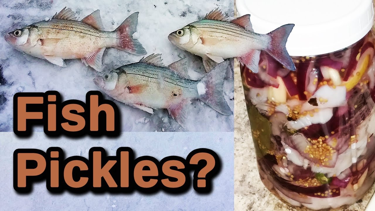 White Bass Fish Pickle Recipe | Using White Bass from Utah Lake and the ...