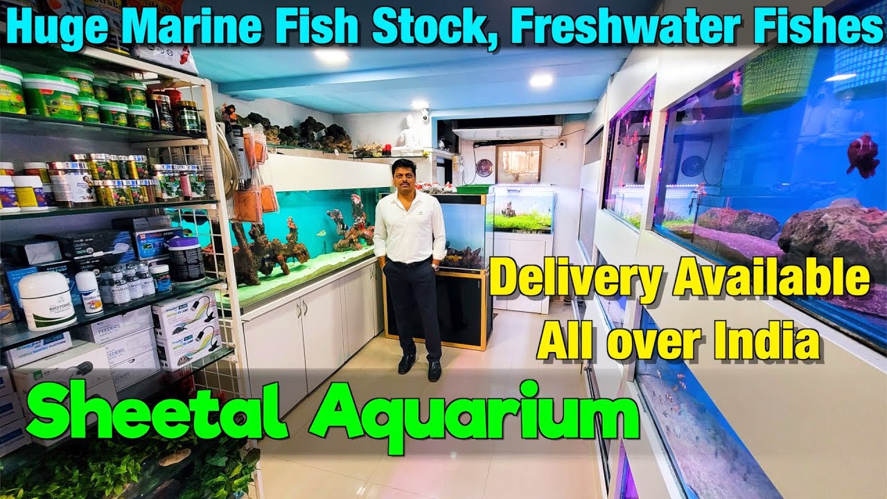 You Won't Believe the AMAZING Marine Fish Now Available in India I ...