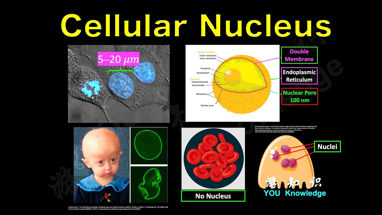 Cellular Nucleus, From DNA to Chromosome, Nuclear Pores, Hutchinson ...