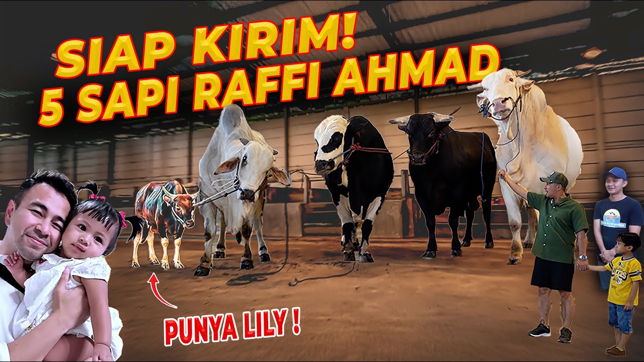 SIAP DIKIRIM !!! 5 SAPI RAFFI AHMAD dari SETIA FARM JAWA BARAT ! - YouTube