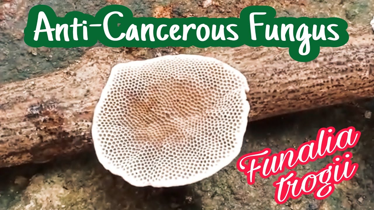 Anti Cancerous Fungus : Funalia trogii - YouTube