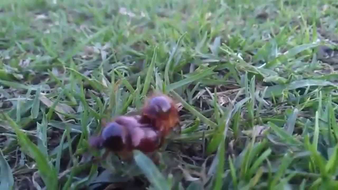 Apareamiento de Cucarrones en Bogotá - Miles de insectos "Cucarrones ...