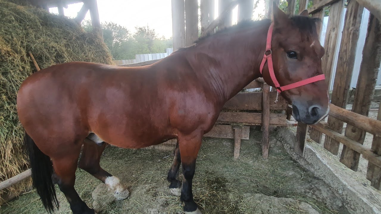 ce am făcut cu calu VIDEO NOU - YouTube