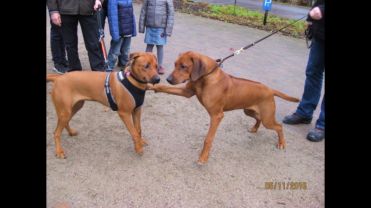 VDH/FCI Rhodesian Ridgeback Welpentreffen 05.11.2016 Our Liondogs 7mon ...