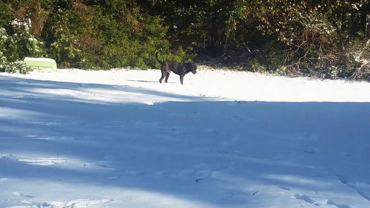 My dog first time in the snow - YouTube