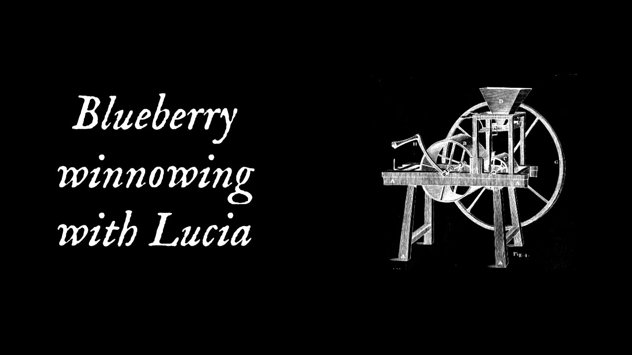 Blueberry Winnowing with Lucia [REMASTERED] - YouTube