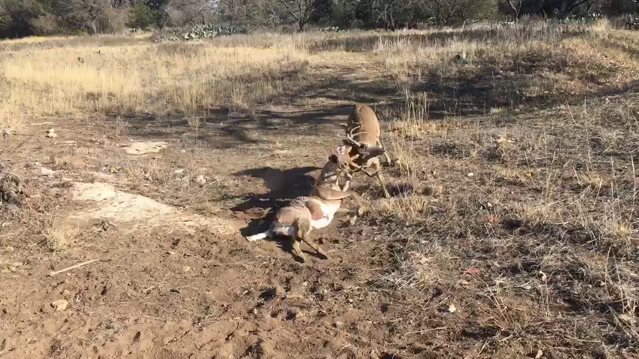 Buck Fighting Dead Buck! - YouTube