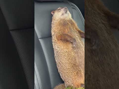 GROUNDHOG IN MY TRUCK! #shortsvideo #youtubeshorts #kanatitaxidermy #hunting #groundhog #taxidermy
