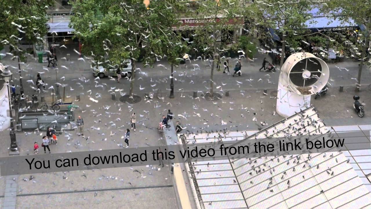 A great number of pigeons flying around square in Paris - YouTube