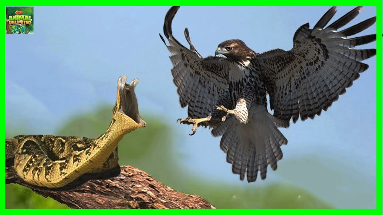 14 CRAZY Hawk Attacks You Won't Believe Were Caught On Camera - YouTube