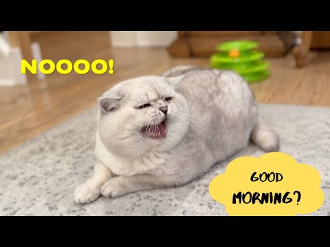Grumpy CAT's Morning DRAMA: Meowings, ROARING, and Hissing Cats! - YouTube