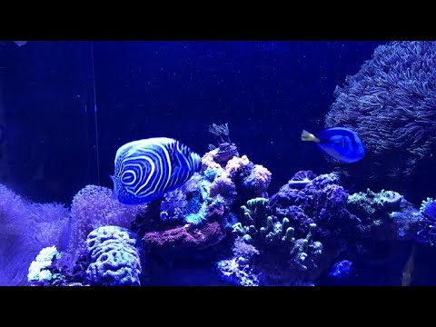 Coral Reef Aquarium with Ambient Relaxing Music in 4k. - YouTube