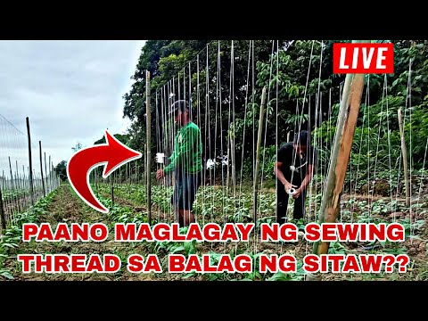 PAANO MAGLAGAY NG SEWING THREAD SA BALAG NG SITAW???LIVE