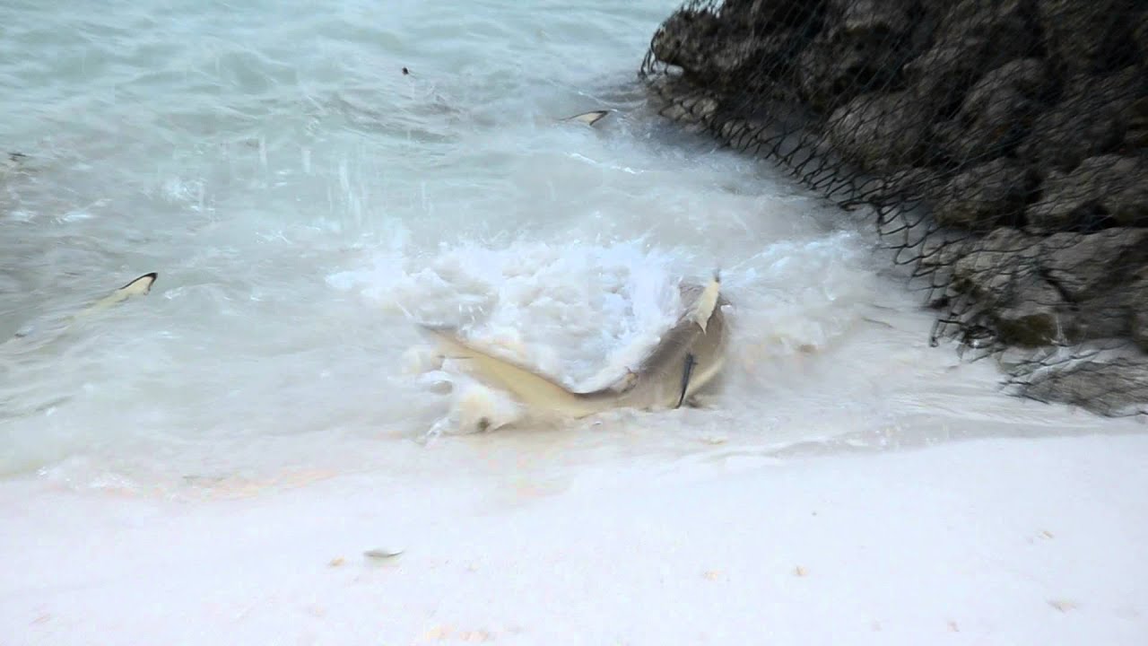 Haie beim Fressen.Summer Island Malediven - YouTube