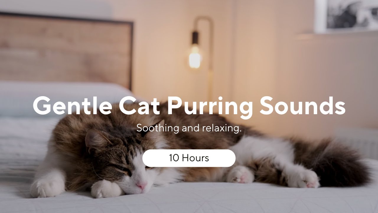 Soothing Cat Purring Sounds and Video | 10 Hours - YouTube