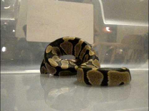 ball python eating feeder mice - YouTube