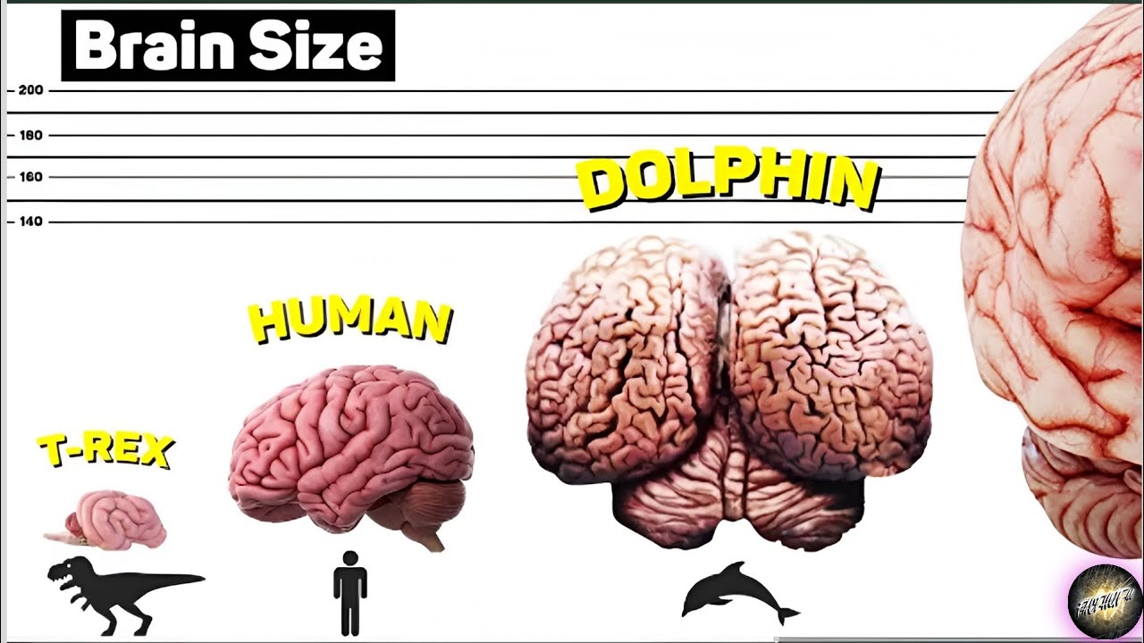 Brain Size Comparison | Biggest Brain in the World - YouTube