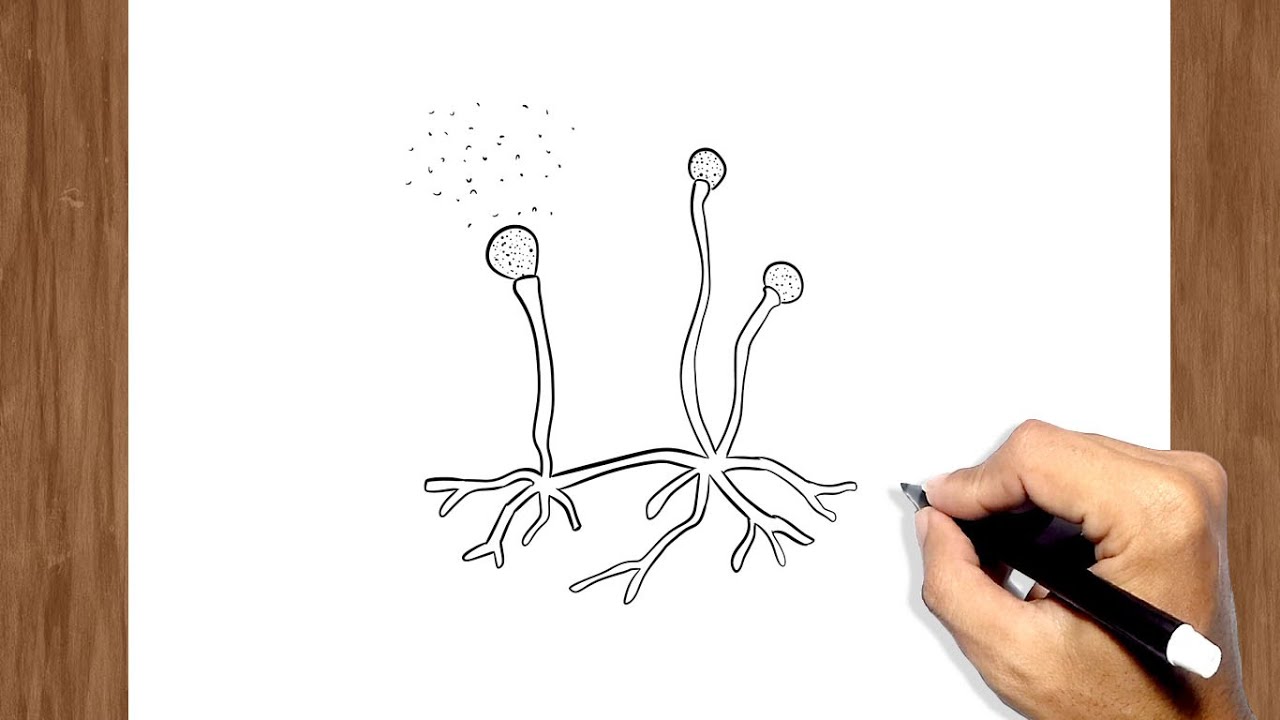 How to Draw Bread Mould - YouTube