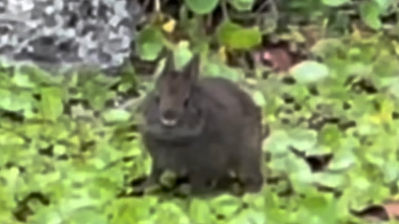 Brown River Rabbit 🐇 Short Ears Having Dinner w/ Siblings - YouTube