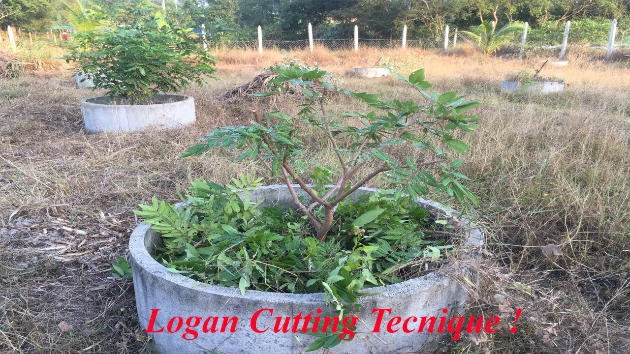 Logan Cutting Technique/ វិធីកាត់តែងដើមមៀនអោយធំលឿន - YouTube