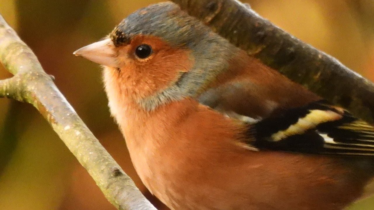 Random Birds part ninetytwo - YouTube