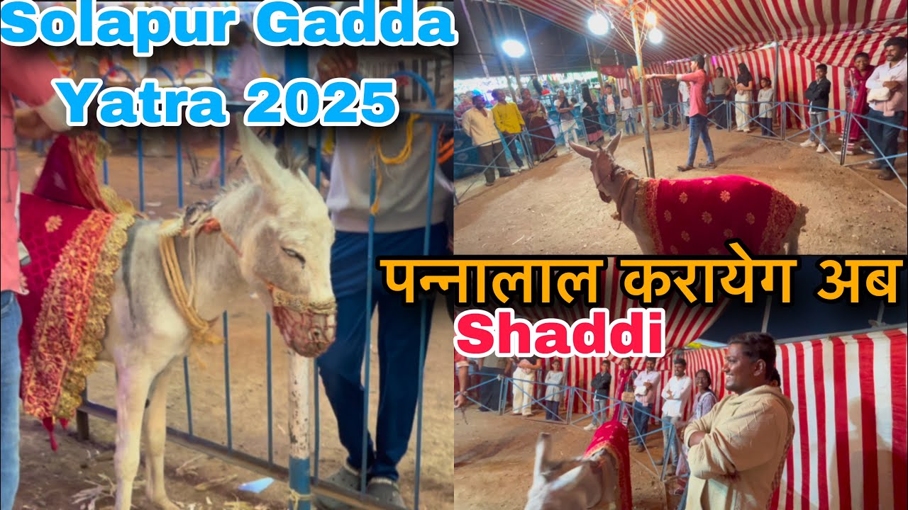 पन्नालाल बे सोलपूर के Gadde मे l Solapur Gadda Yatra l #solapur # ...