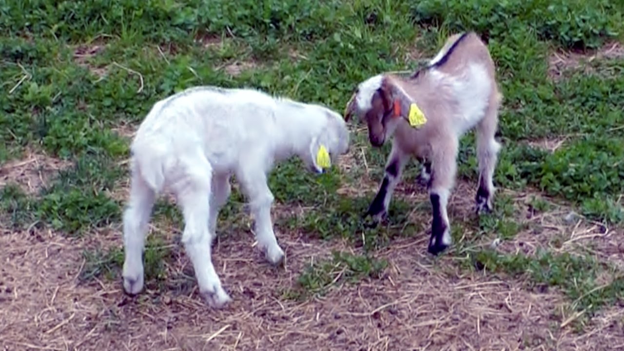playful baby goats - YouTube