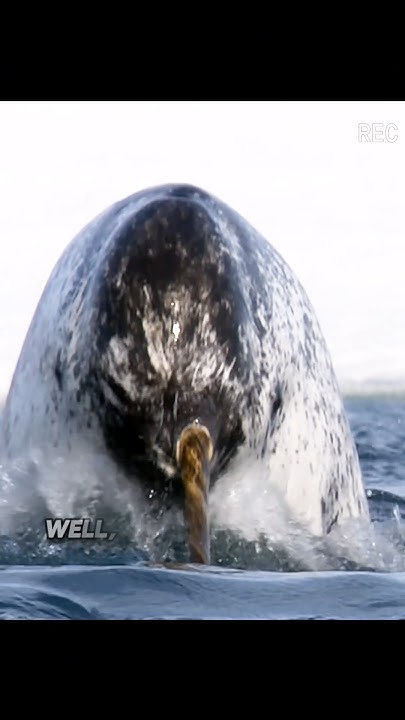 The Unicorn of the Seas: Narwhal! - YouTube