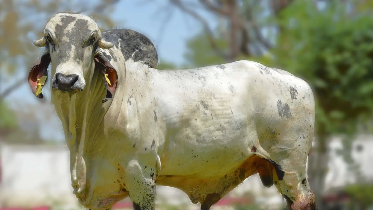 Sag.Gir bull 21238 result sag ka top class bull - YouTube